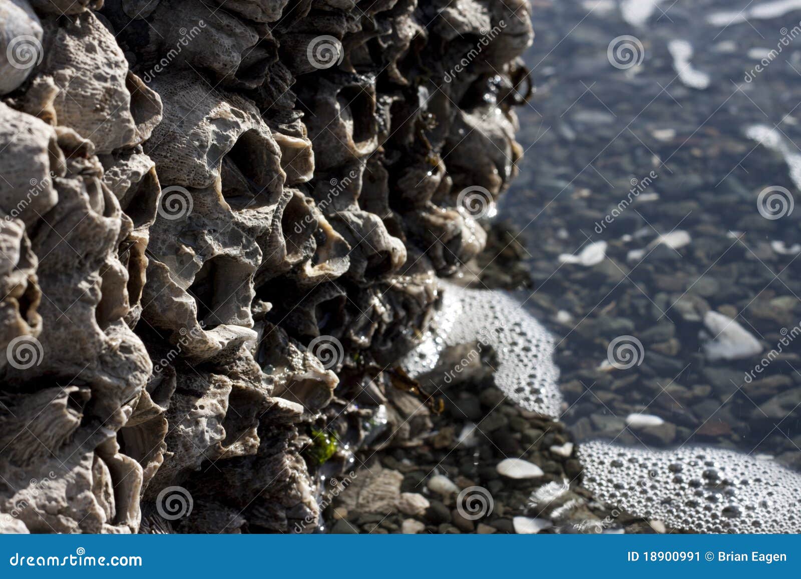 Balani giganti immagine stock. Immagine di gigante, enorme - 18900991