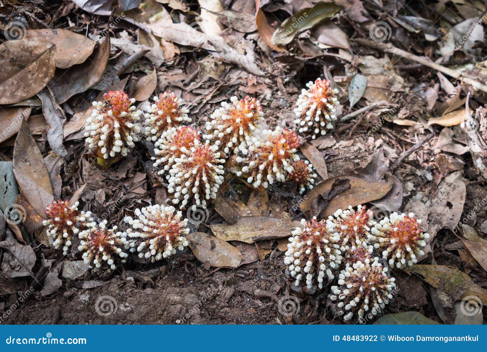Balanophora in Thailand stock photo. Image of root, forest - 48483922