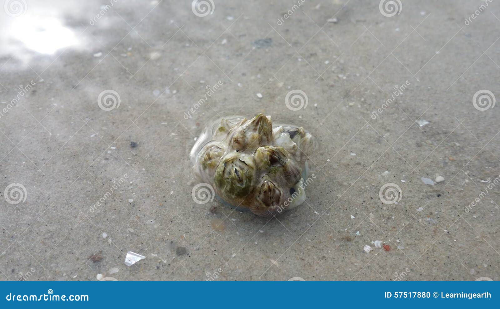 Balanus Balanoids stock photo. Image of whales, nubilus - 57517880