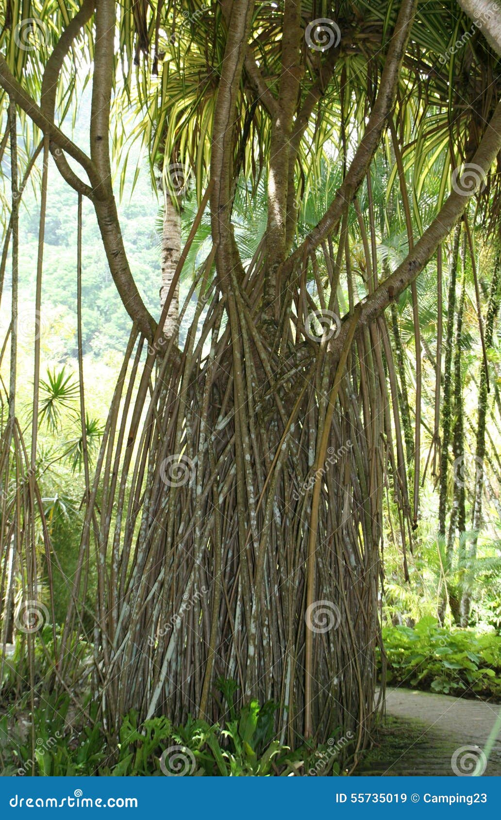 Balata garden, Martinique. stock image. Image of travel - 55735019