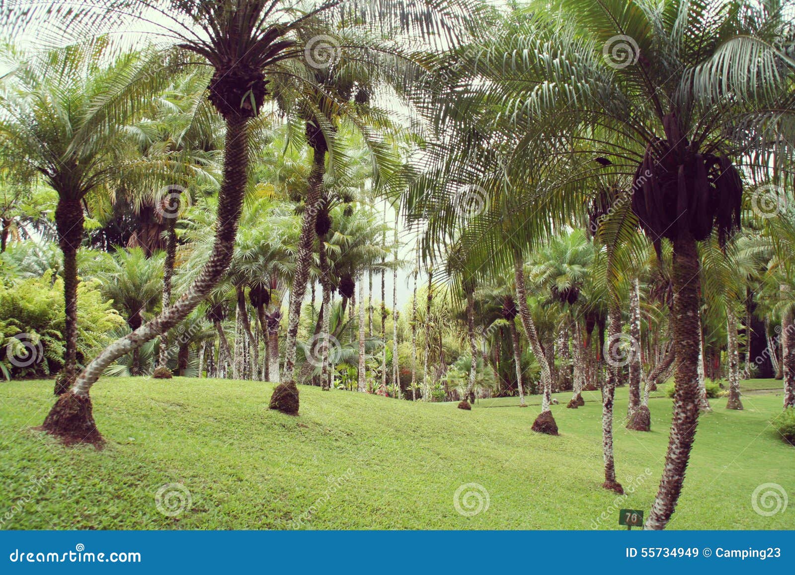 Balata garden, Martinique. stock image. Image of antilles - 55734949