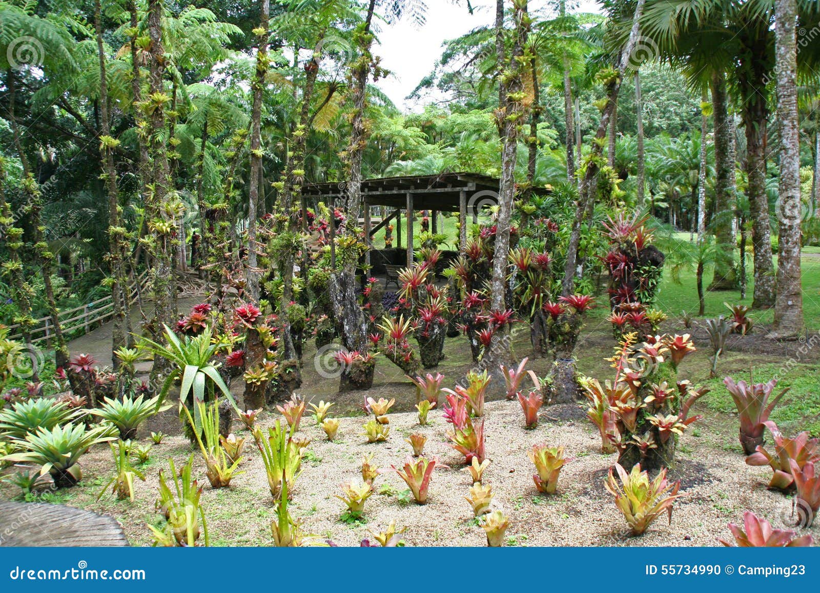 Balata garden, Martinique. stock photo. Image of martinique - 55734990