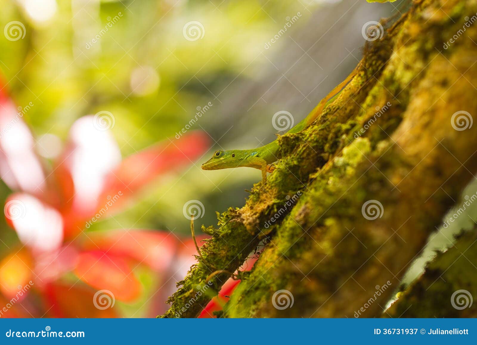 Balata lizard stock image. Image of balata, destination - 36731937