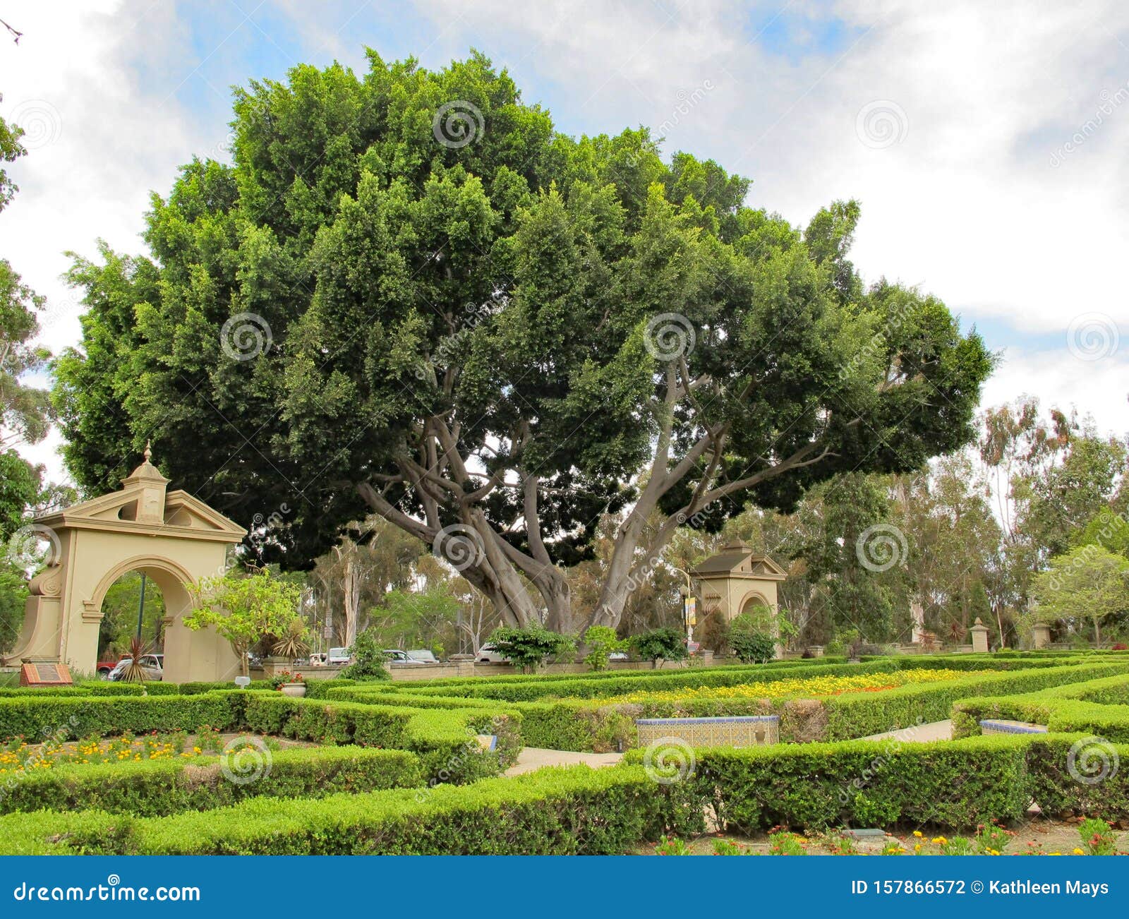 Balboa Park`s Indian Laurel Fig Tree Editorial Photography Image Of Balboa Nature 157866572