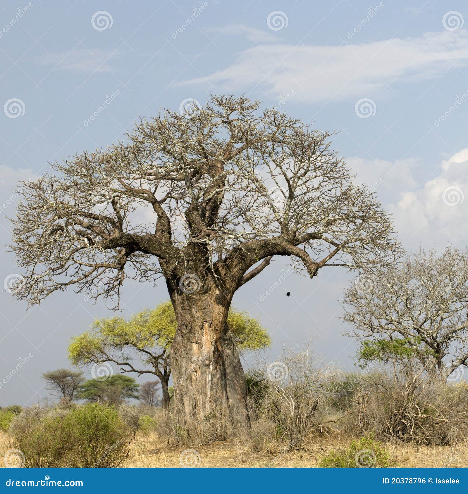 Balboa Tree Serengeti Stock Photos - Free & Royalty-Free Stock Photos ...