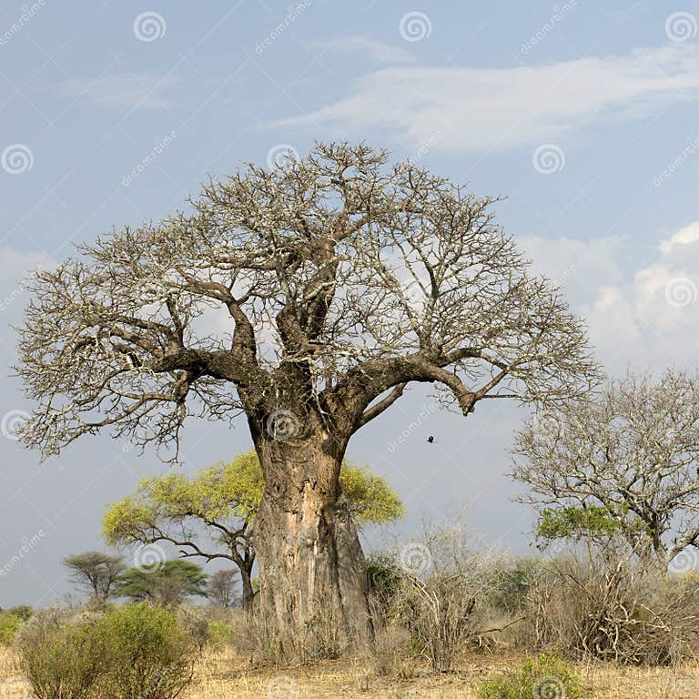 Balboa Tree in the Serengeti Stock Photo - Image of national, people ...
