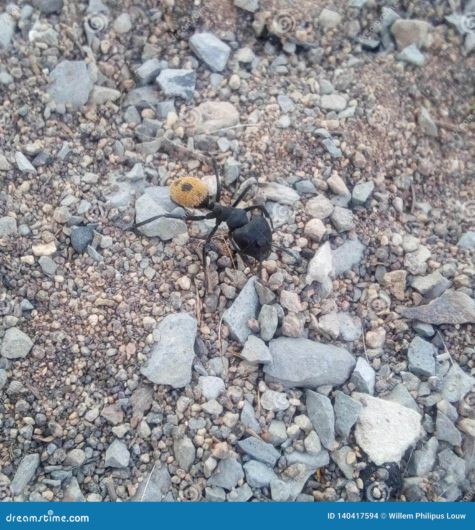 Balbyter/ant on ground stock photo. Image of season - 140417594