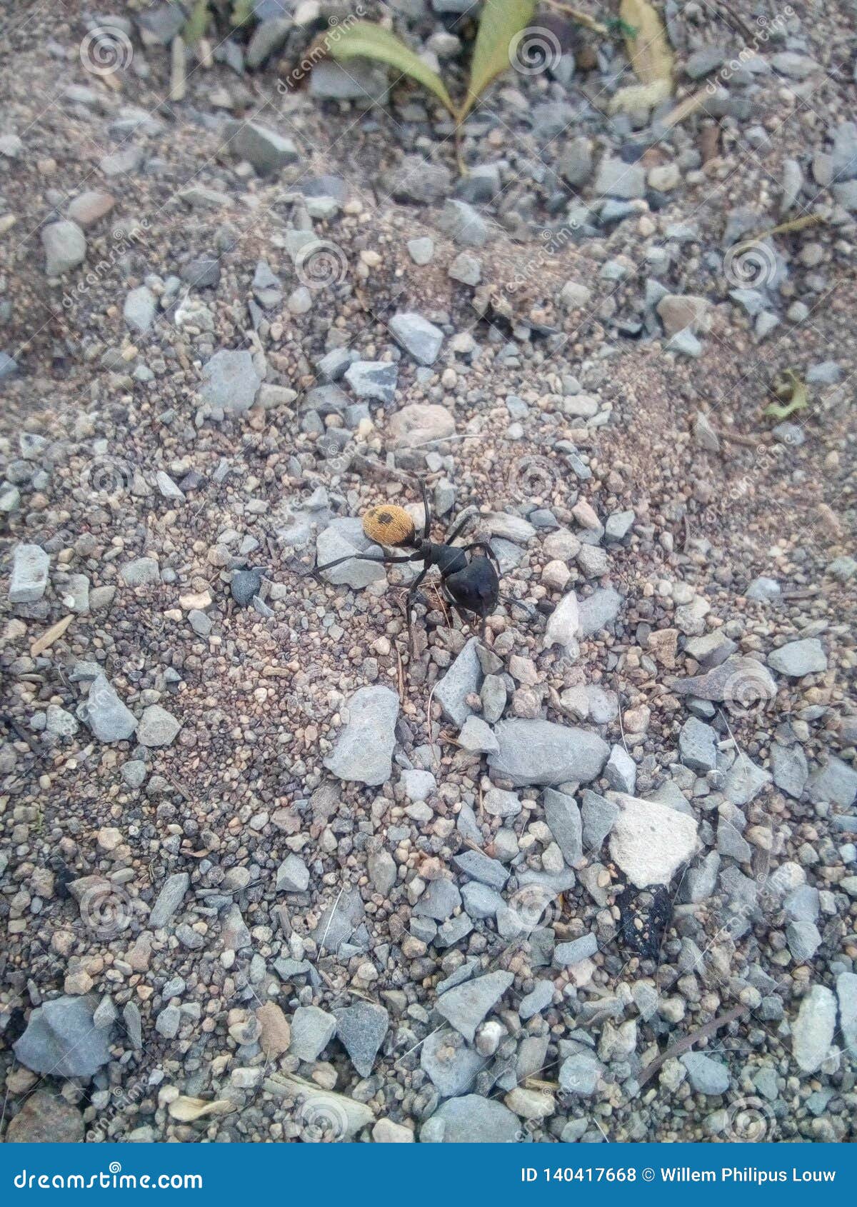 Balbyter/ant on ground stock photo. Image of life, ground - 140417668