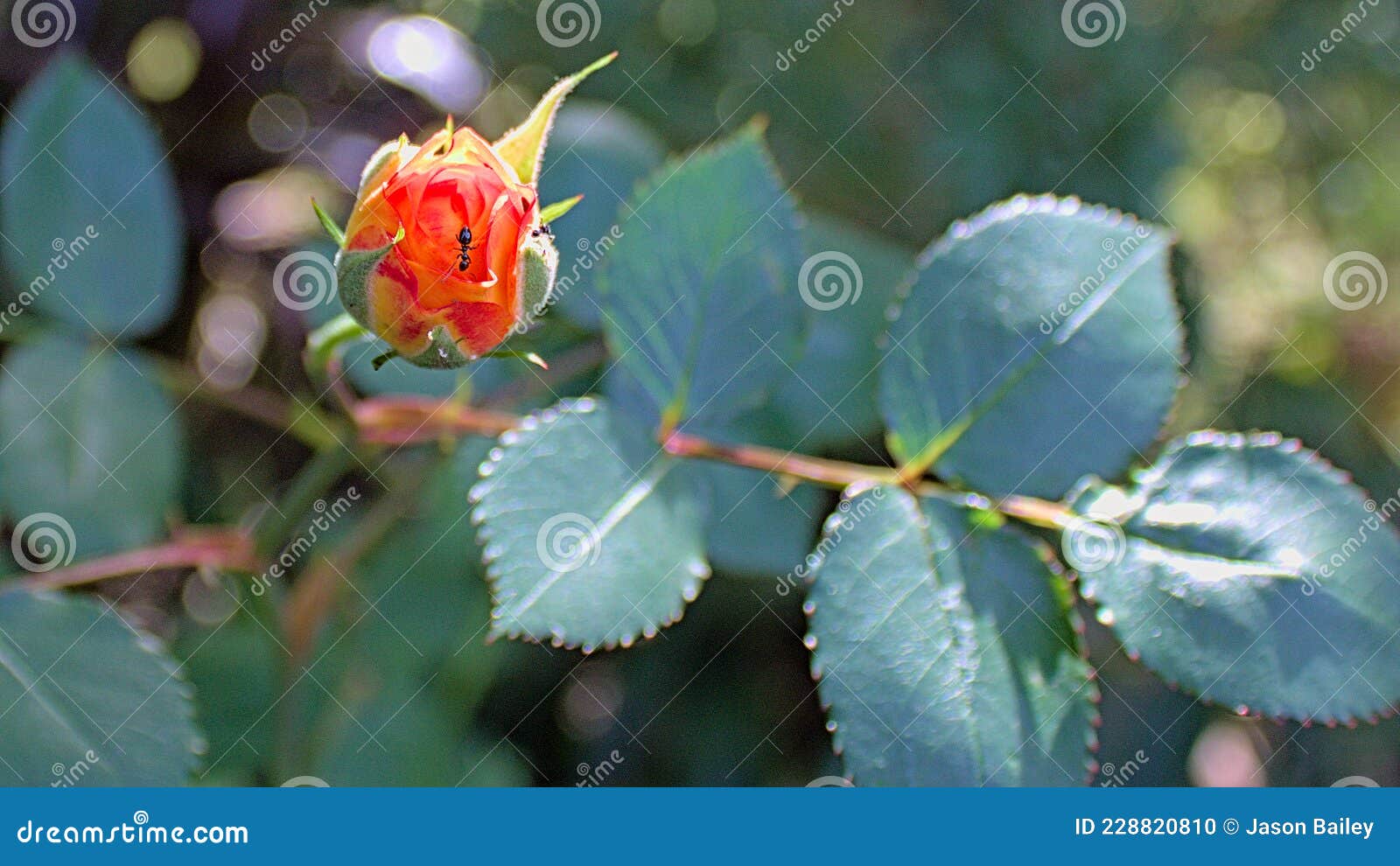 Balbyter Ant on a Rose Bud stock photo. Image of garden - 228820810