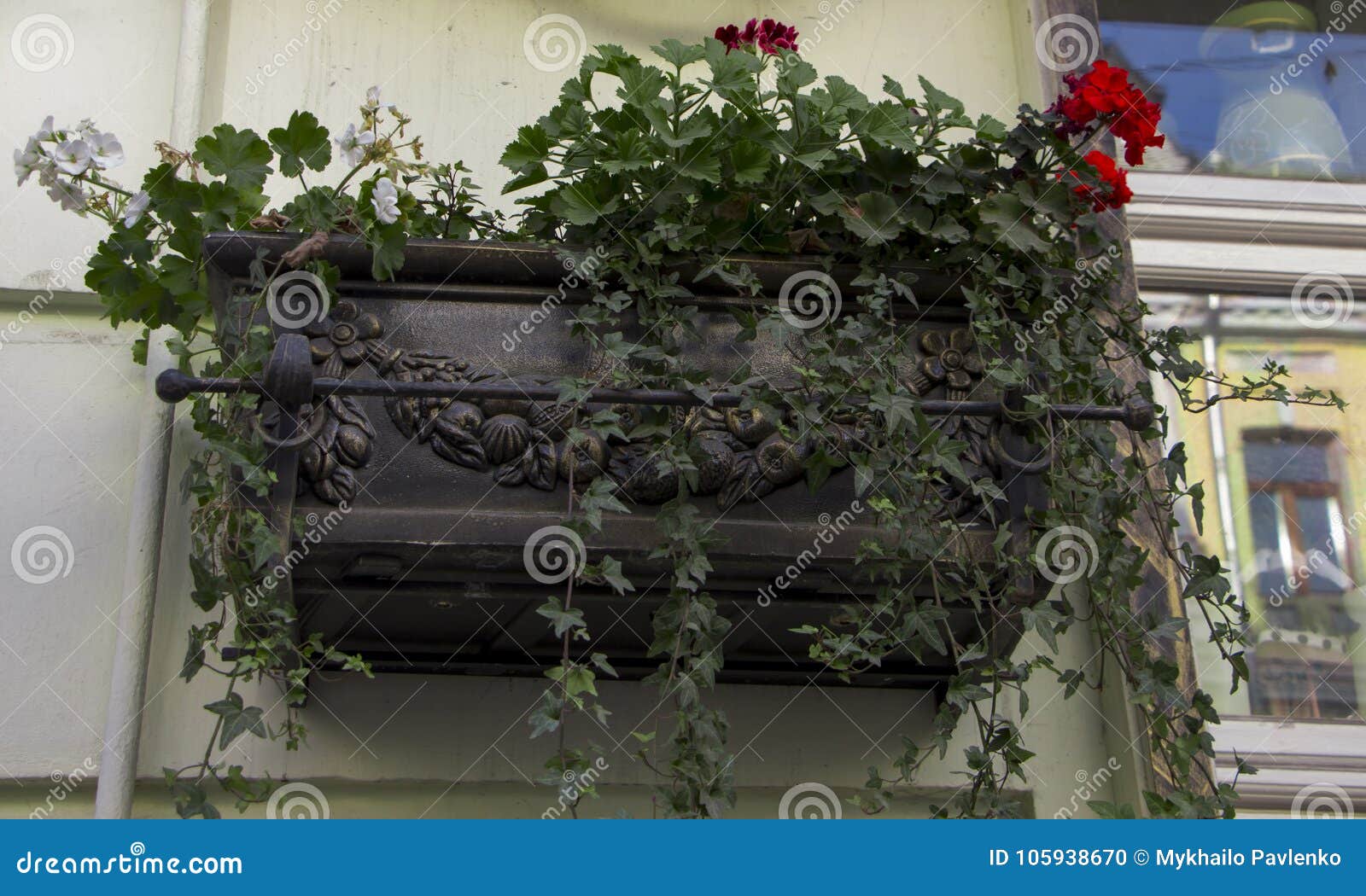 The Balcony is Covered with Vines of Wild Grapes. Decorating the Facade ...