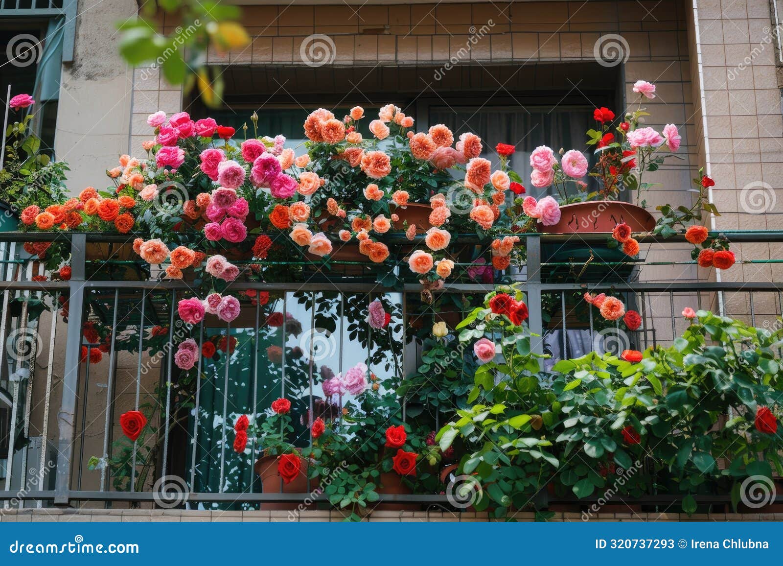 Balcony Garden with Blooming Colorful Roses Stock Illustration ...