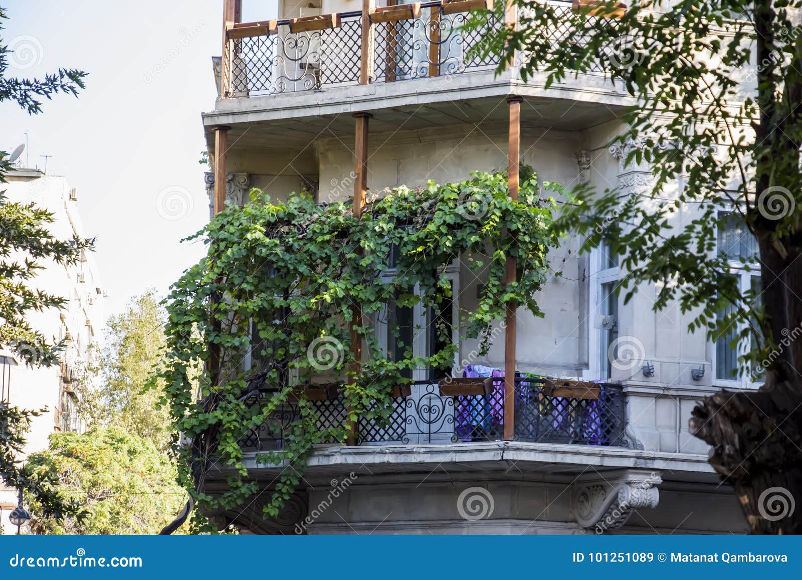 Balcony and grape stock image. Image of beauty, growing - 101251089
