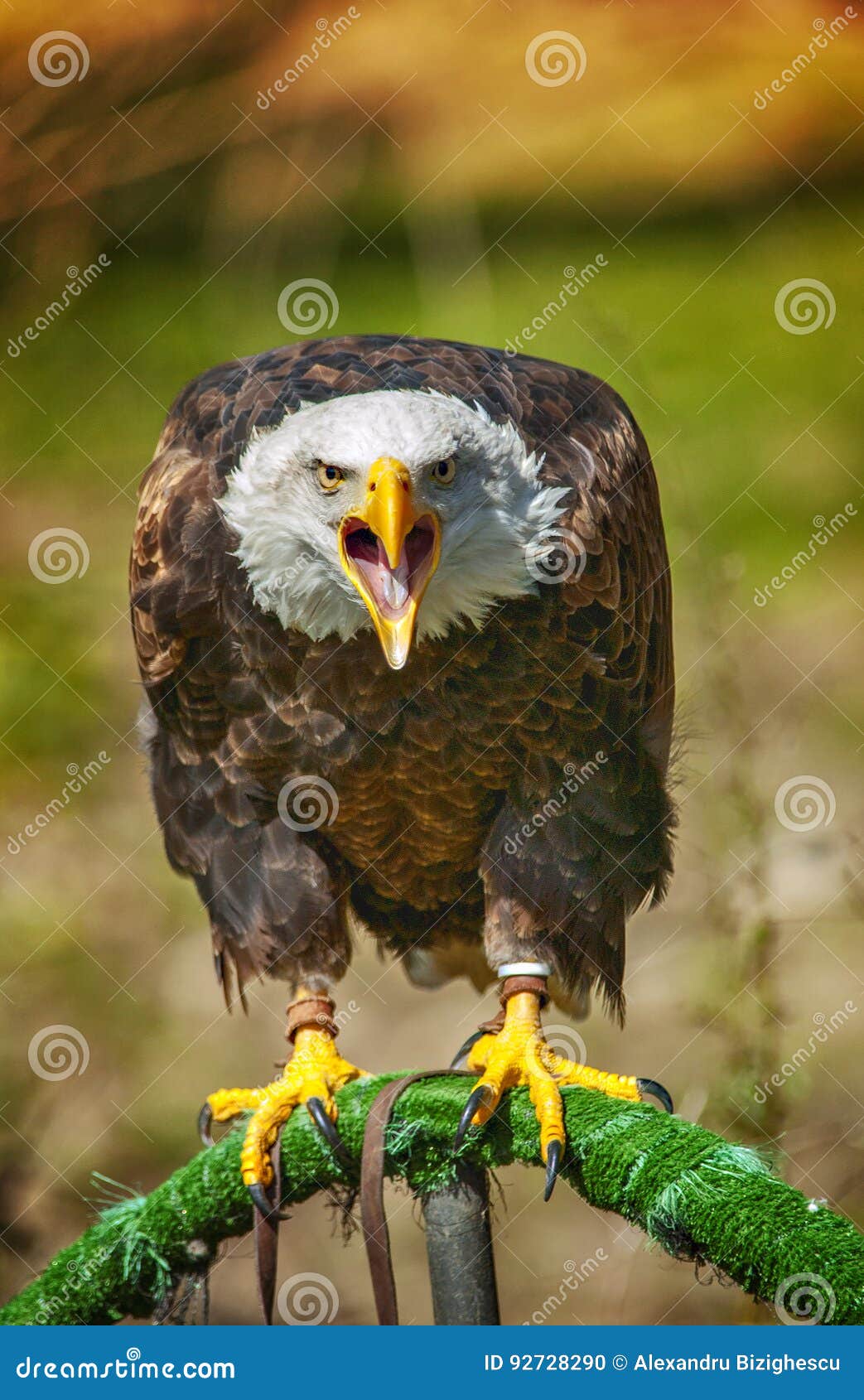 Bald American Eagle Screaming in a Zoo Stock Photo - Image of bald ...