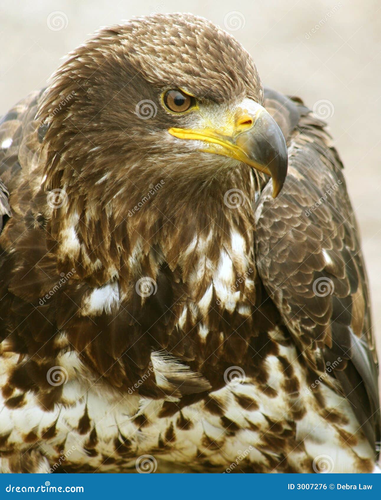 Bald canada eagle 库存照片. 图片 包括有 少年, 黄色, 空白, 烧杯, 鸟舍, 栖息 - 3007276