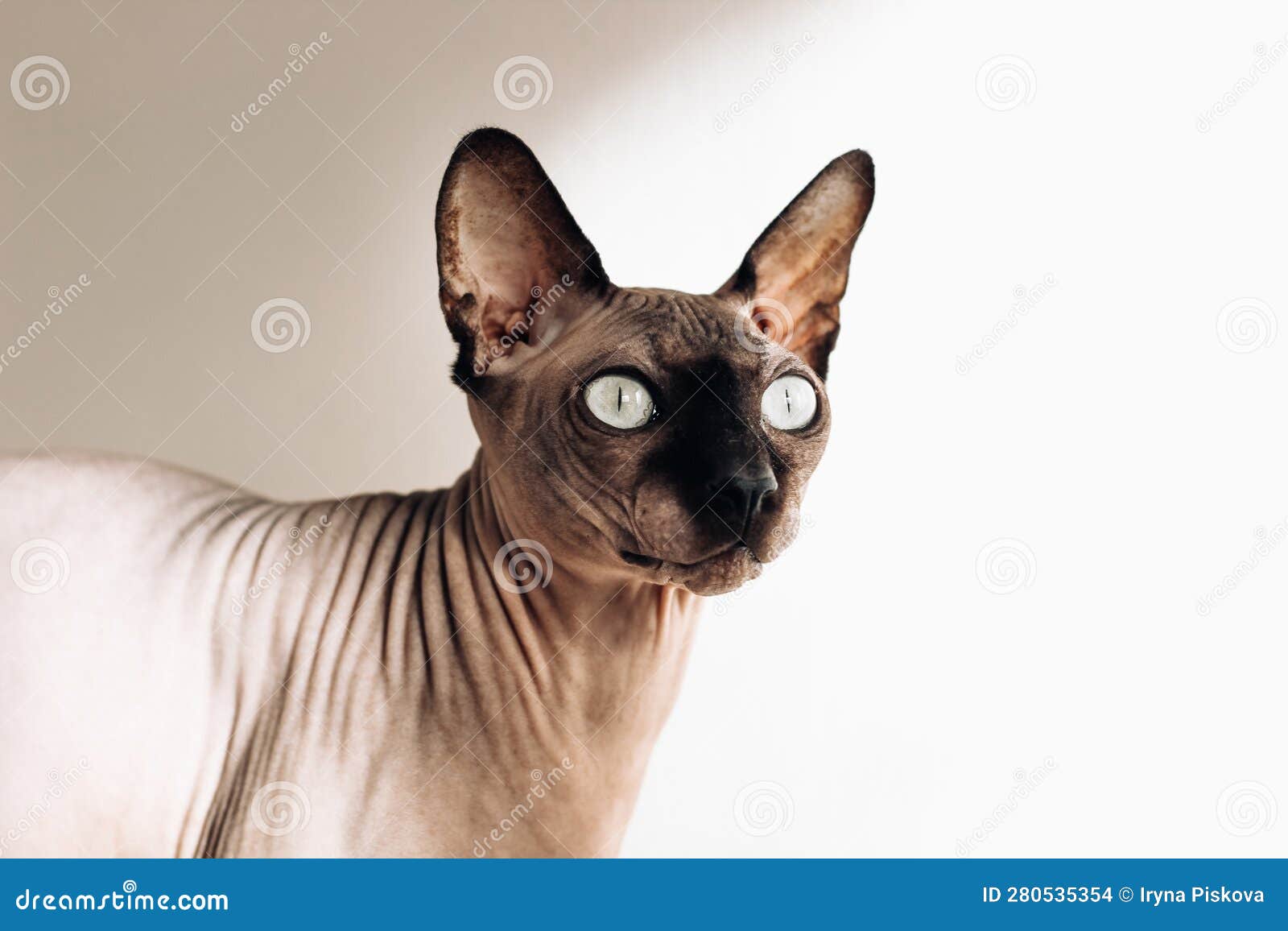A Bald Cat of the Canadian Sphynx Breed Stock Photo - Image of canadian ...