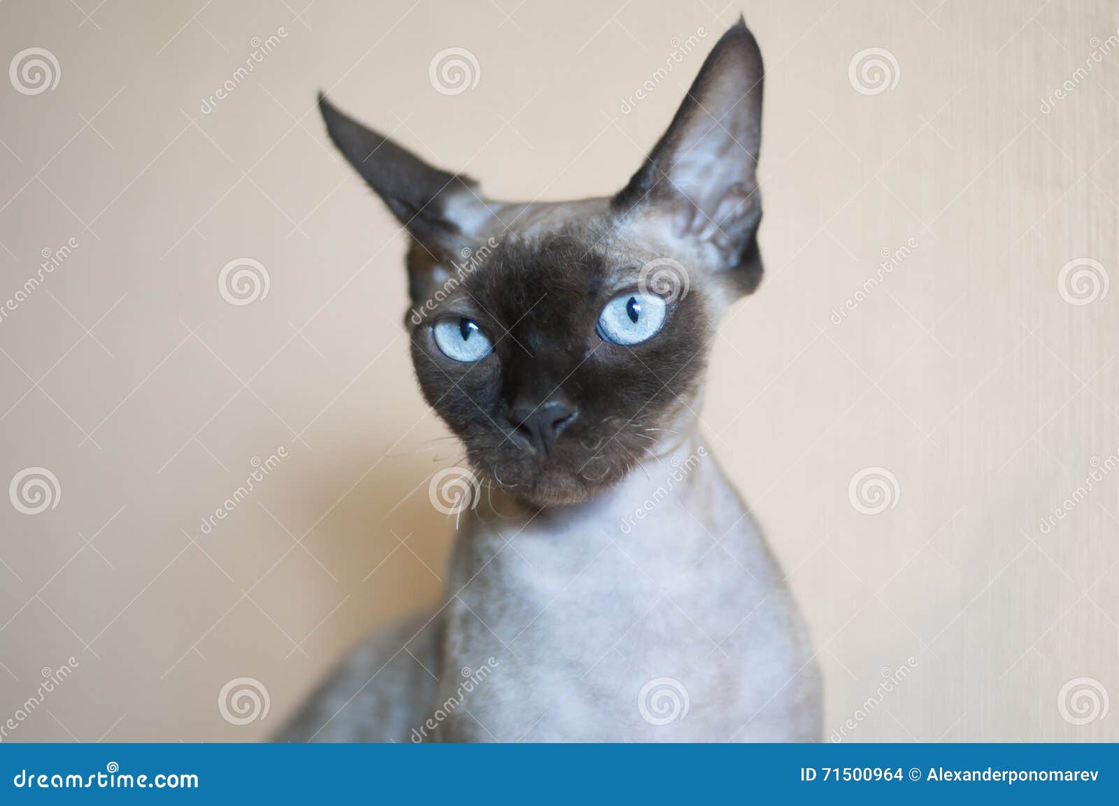 Bald cat stock photo. Image of pets, cute, eyes, purr - 71500964