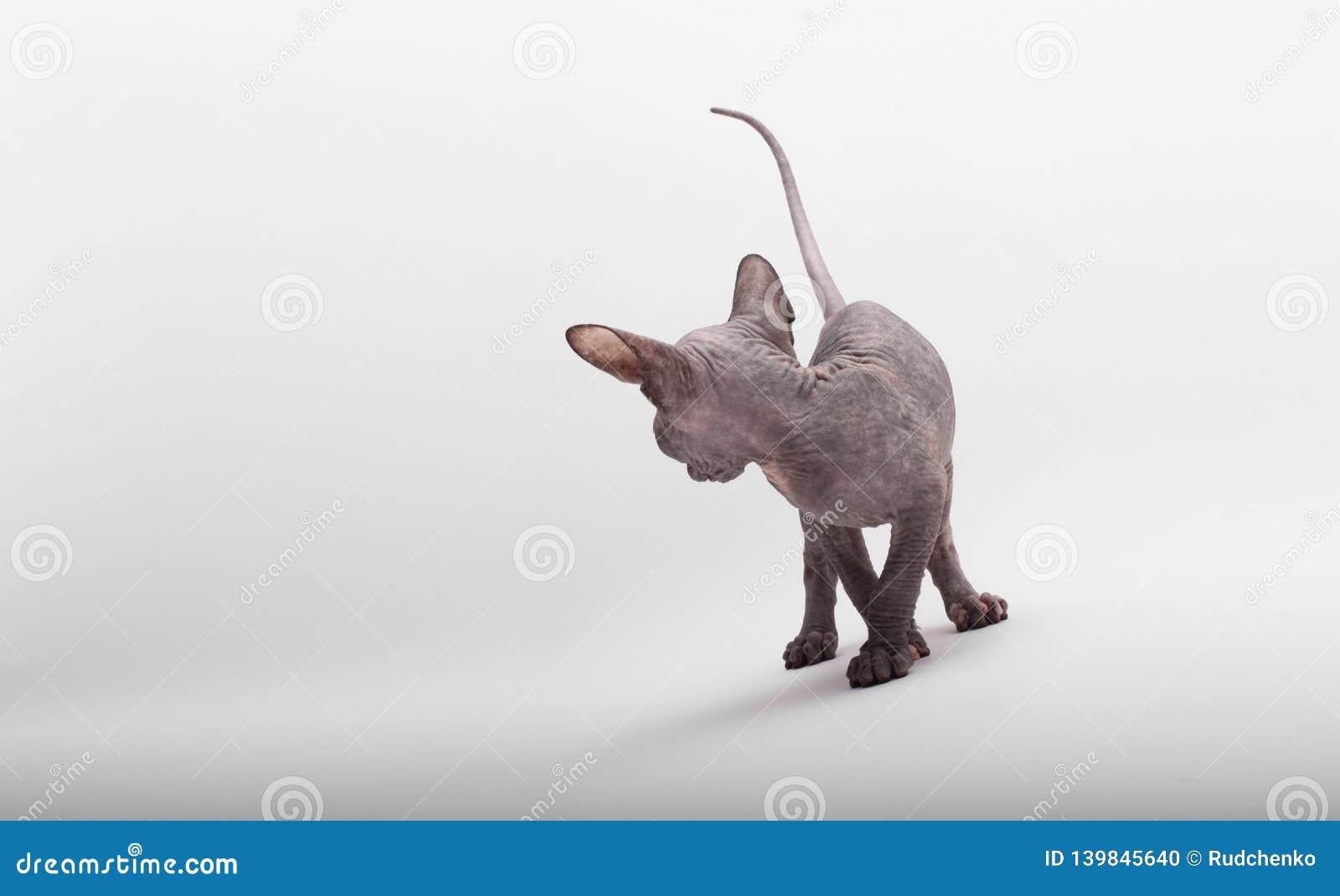 Bald Cat Sphinx Sphynx. Back View Stock Photo - Image of spot, cute ...