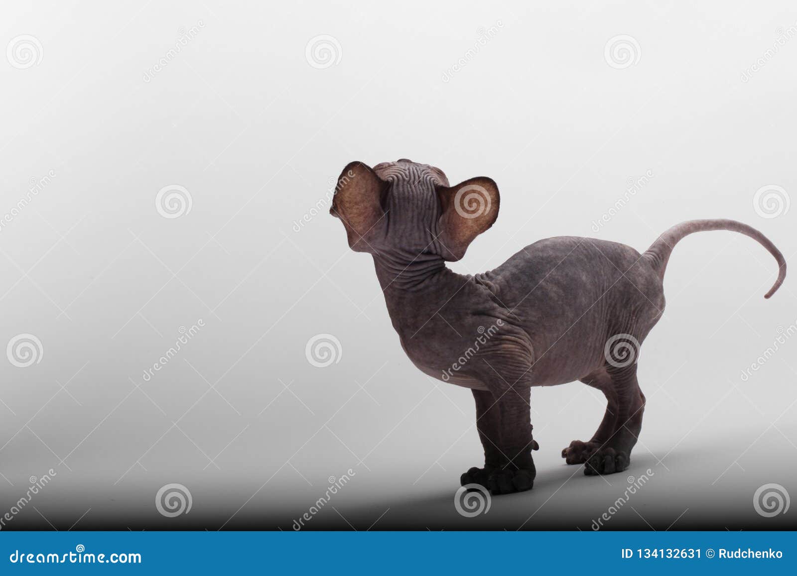 Bald Cat Sphinx Sphynx. Back View Stock Image - Image of purr, feline ...