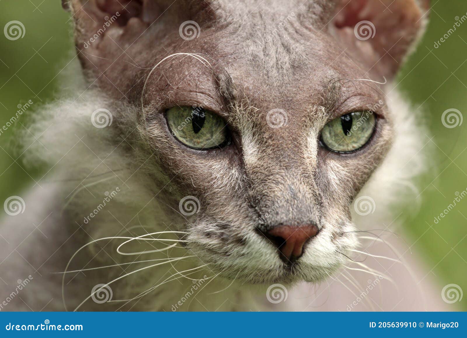 Bald Cat on a Walk in Nature in the Grass in Summer. Stock Photo ...