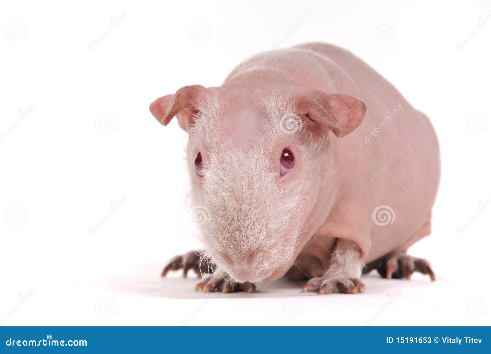 Bald Cavy Portrait stock image. Image of funny, bald - 15191653