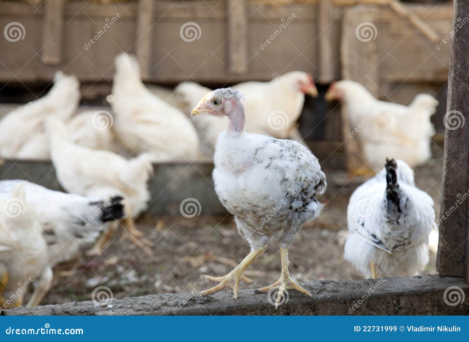Bald Chicken at the Village Farm. Stock Image - Image of small ...