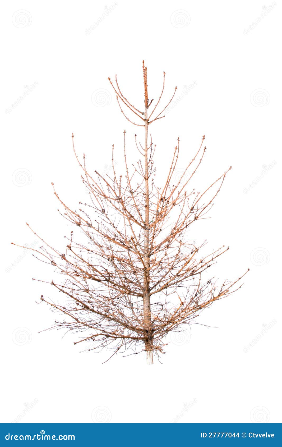 Bald christmas tree stock photo. Image of offal, design - 27777044