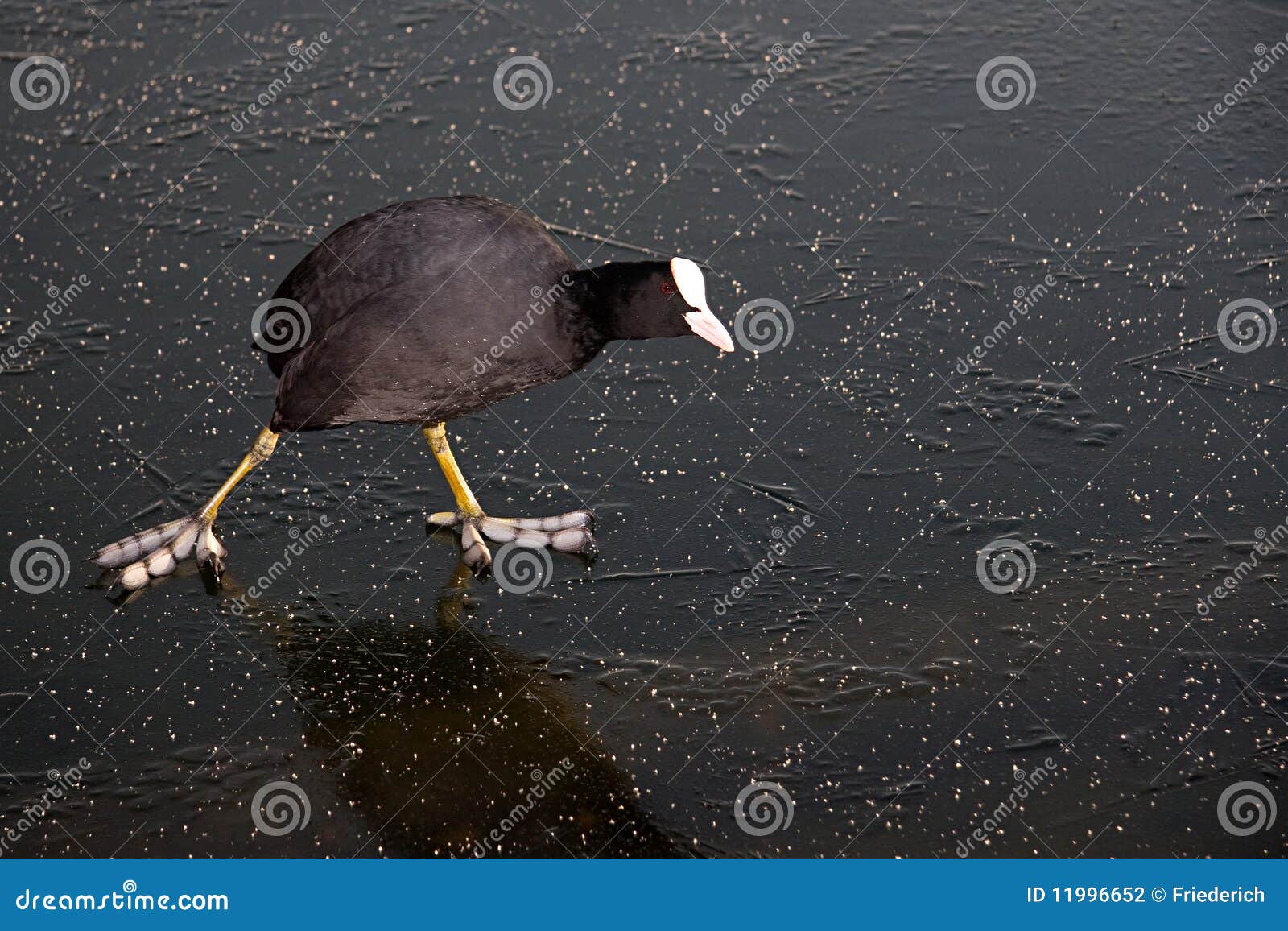 Bald coot stock photo. Image of lake, fulica, atra, coot - 11996652