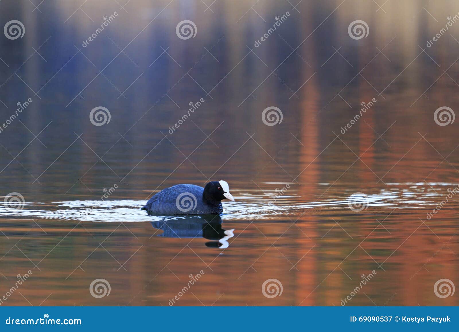 Bald-coot Relaxes among Water Stock Image - Image of brazos, lake: 69090537