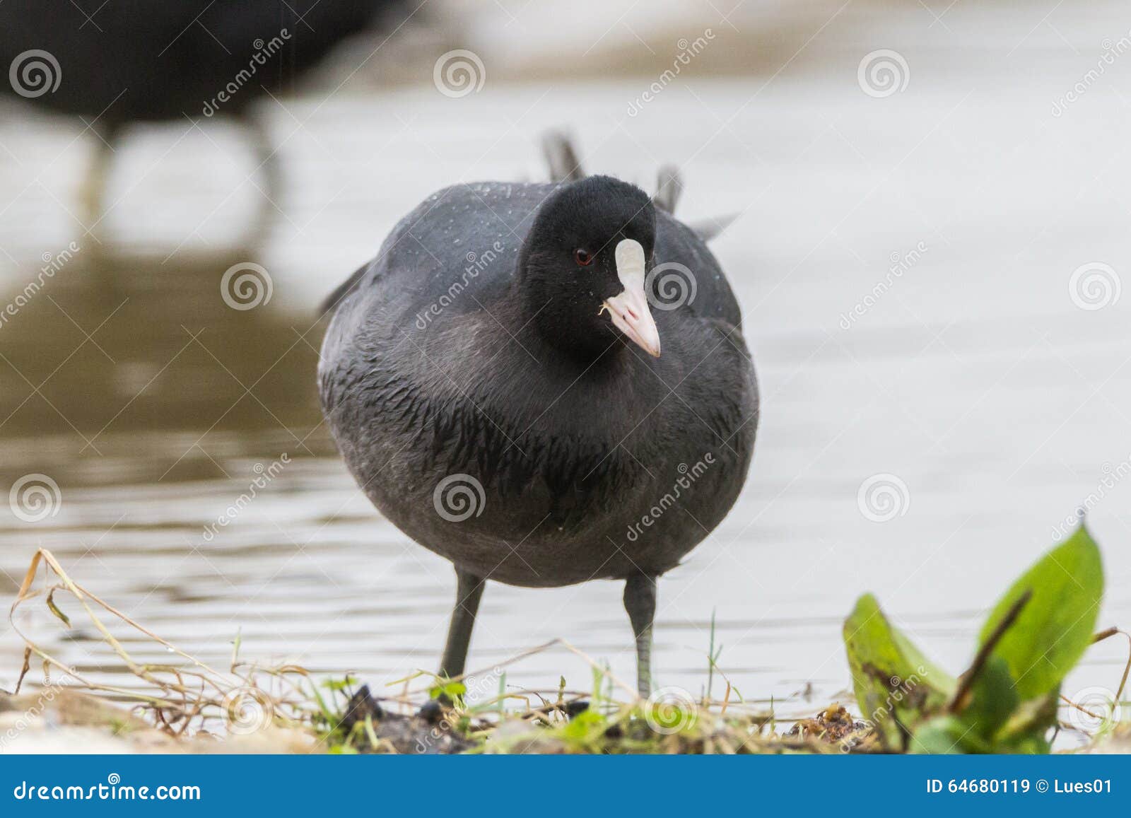 Bald coot stock image. Image of plumage, reed, animal - 64680119