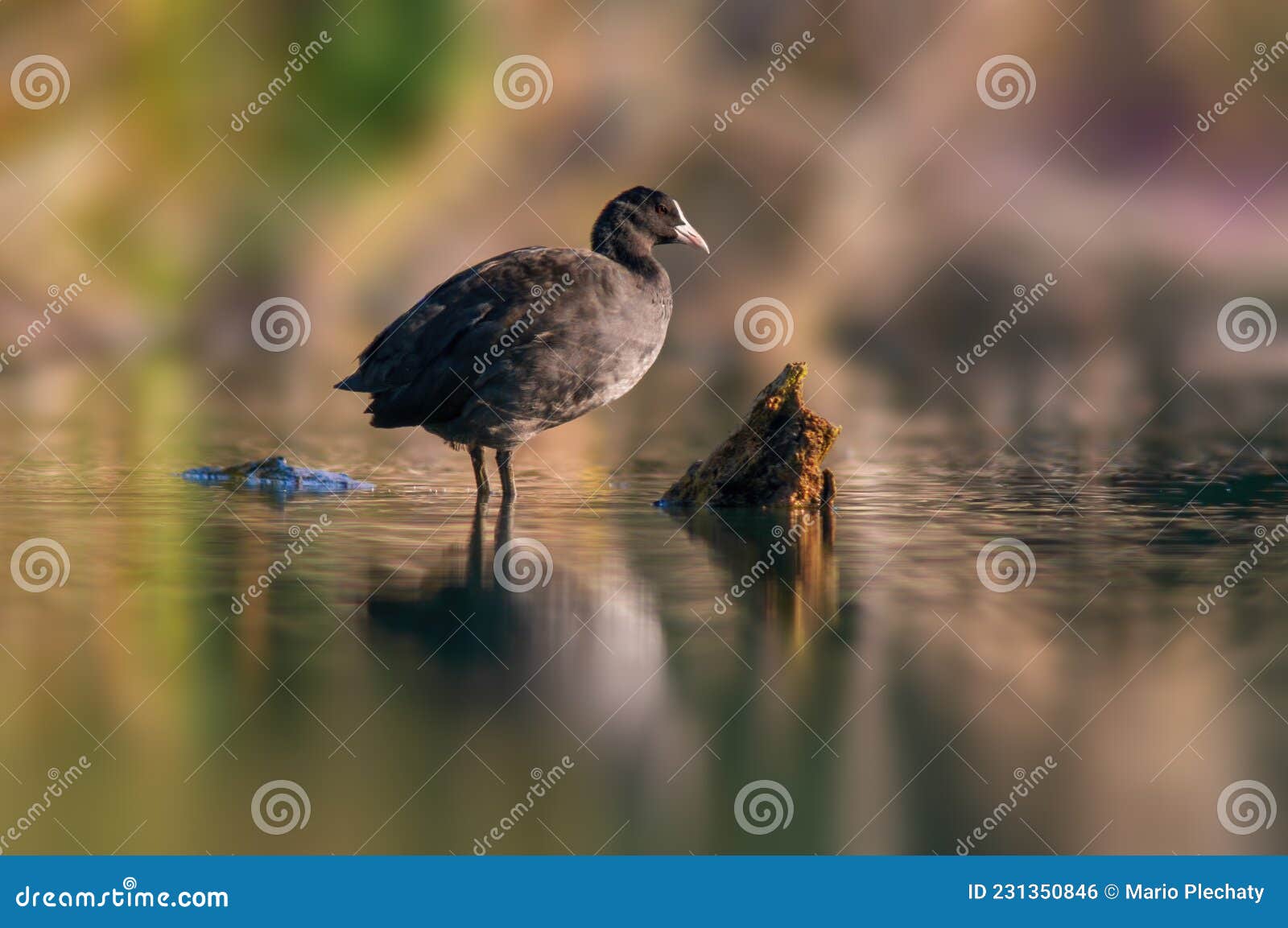 Bald Coot Sunbathes on a Pond Stock Photo - Image of pond, adult: 231350846