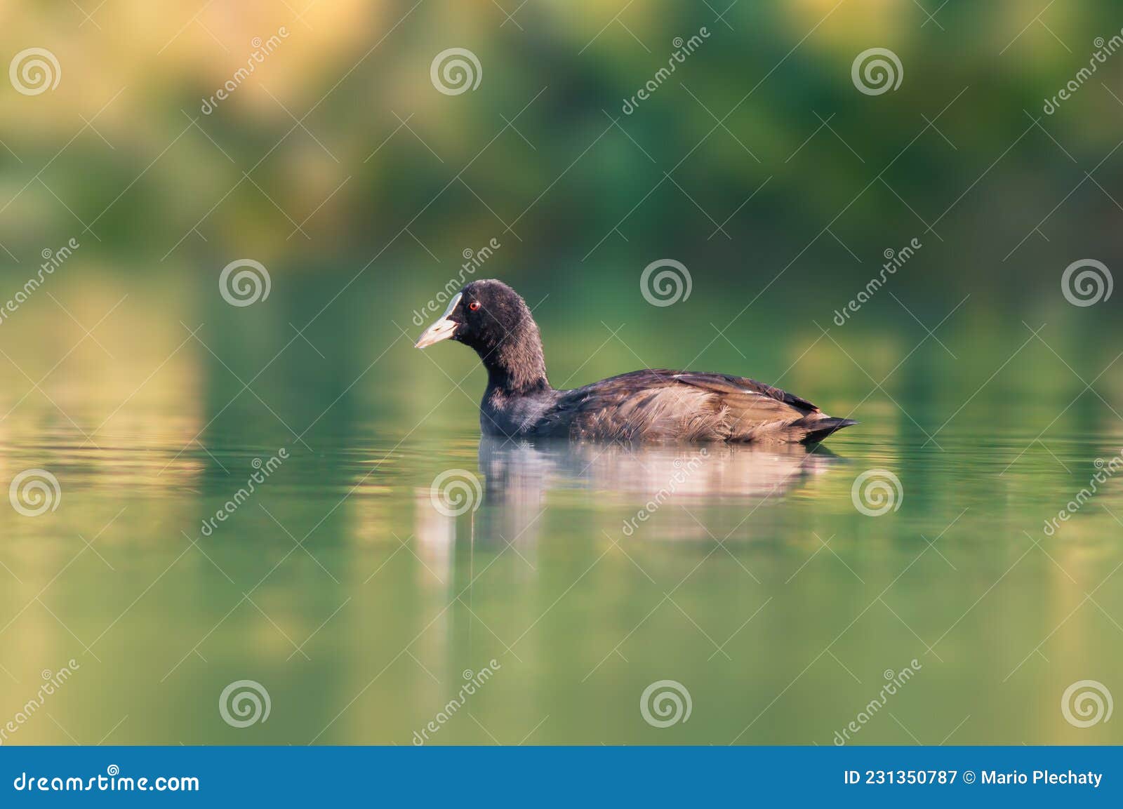 Bald coot swims on a pond stock image. Image of autumn - 231350787