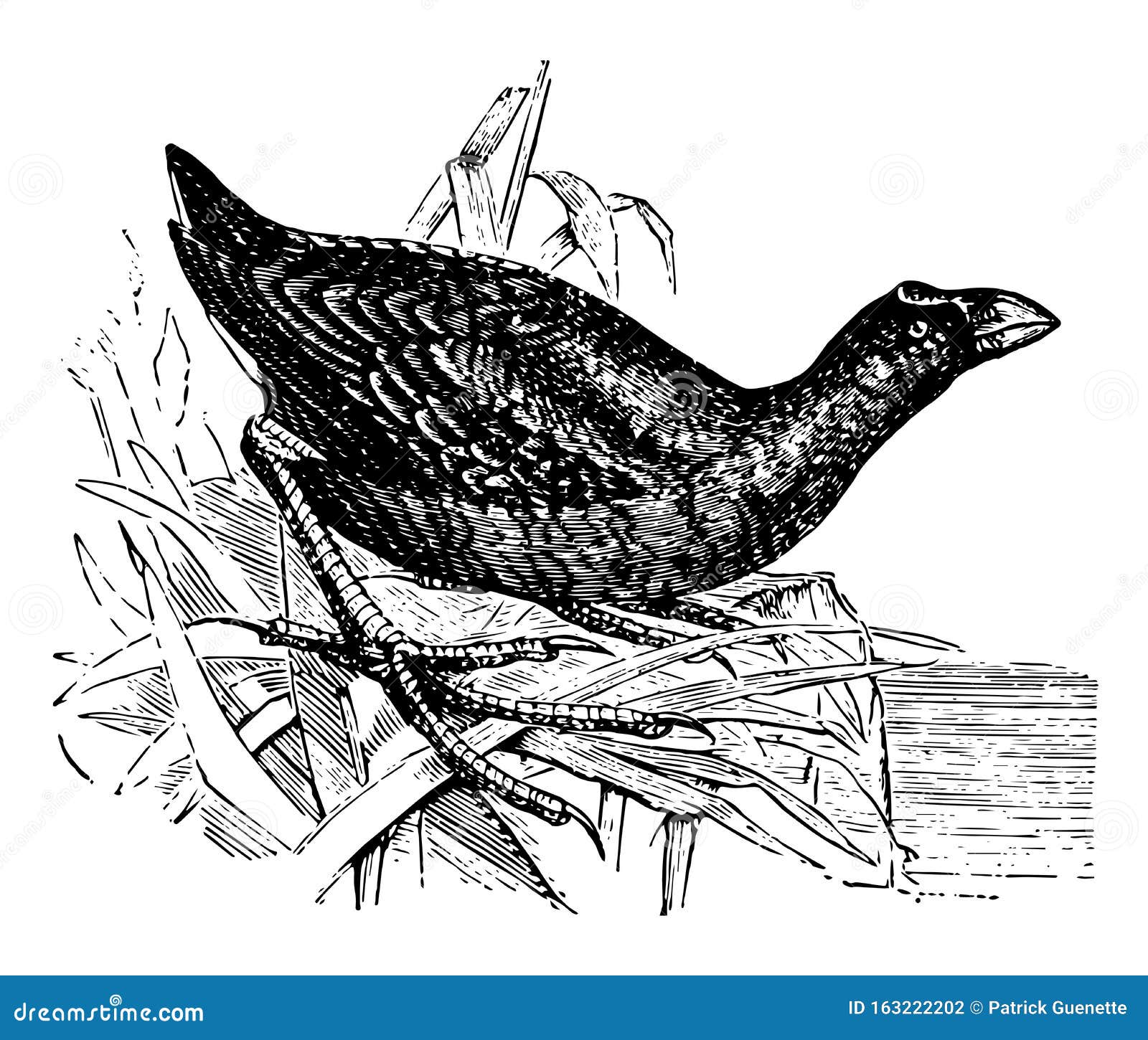 The Bald Coot, Vintage Illustration Stock Vector - Illustration of ...