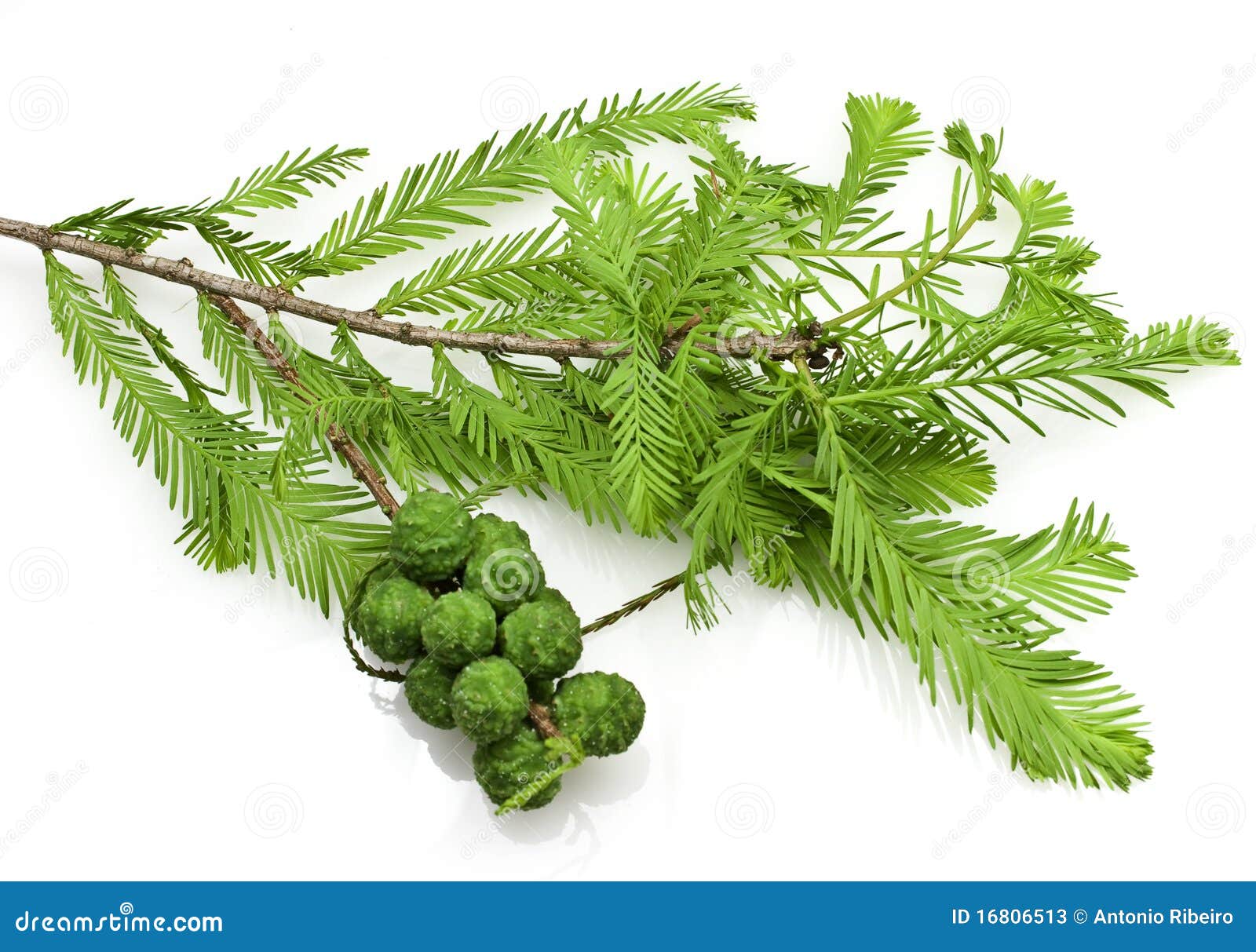 Bald Cypress Cones and Leaves Stock Image - Image of branch, bald: 16806513