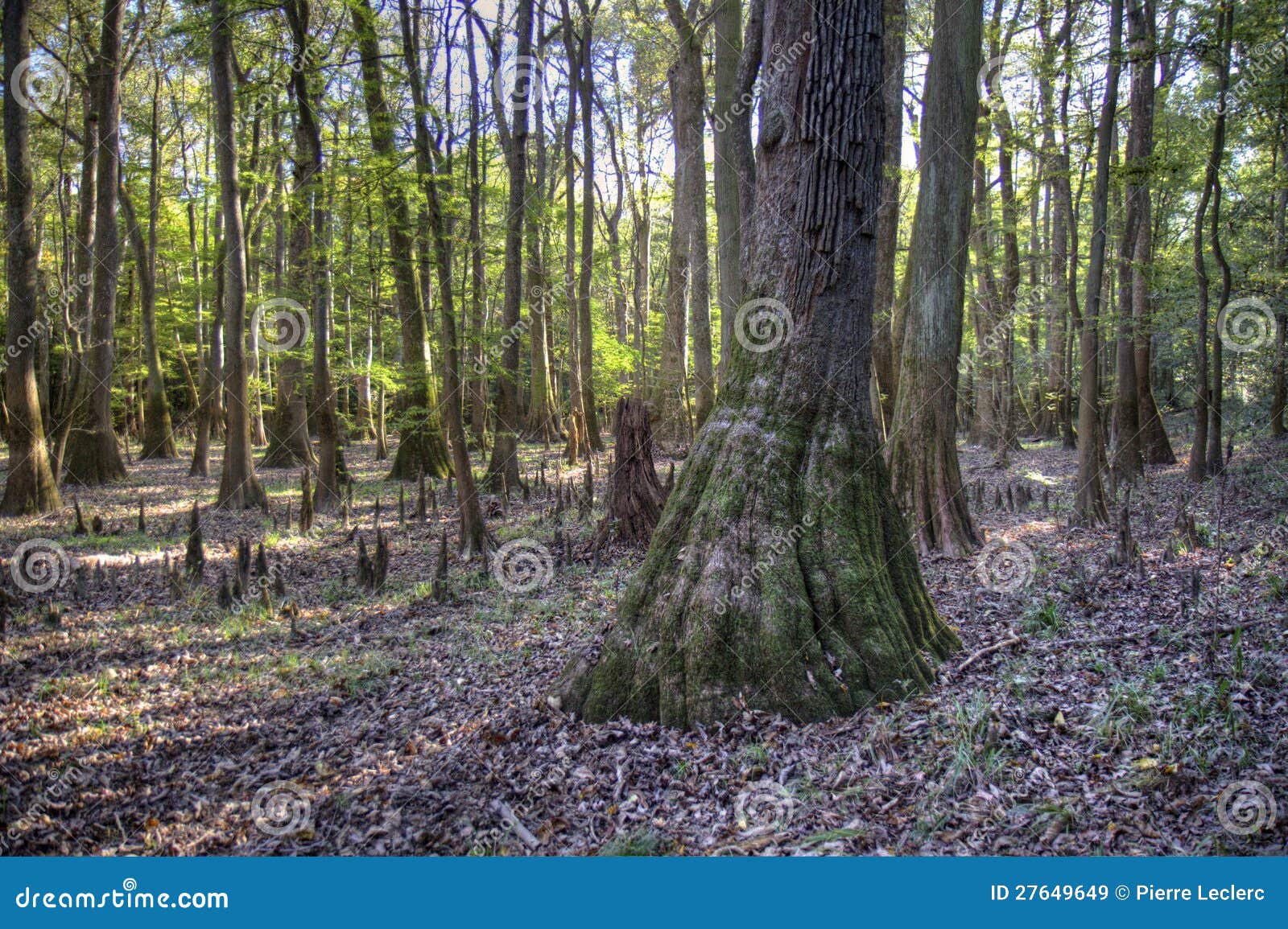 Bald Cypress Forest, Congaree National Park Stock Image - Image of road ...