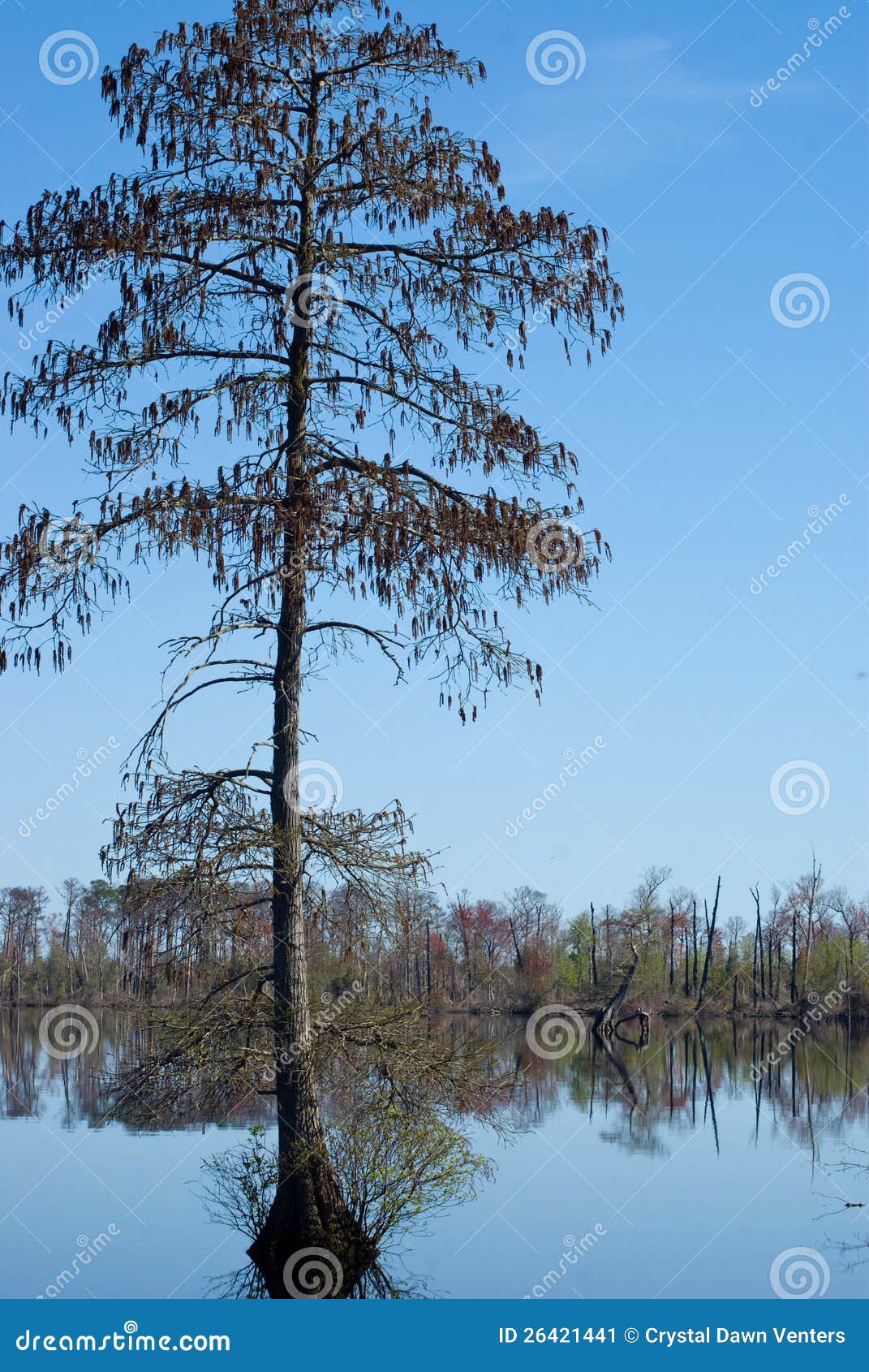 Bald Cypress Tree stock image. Image of cypress, blue - 26421441
