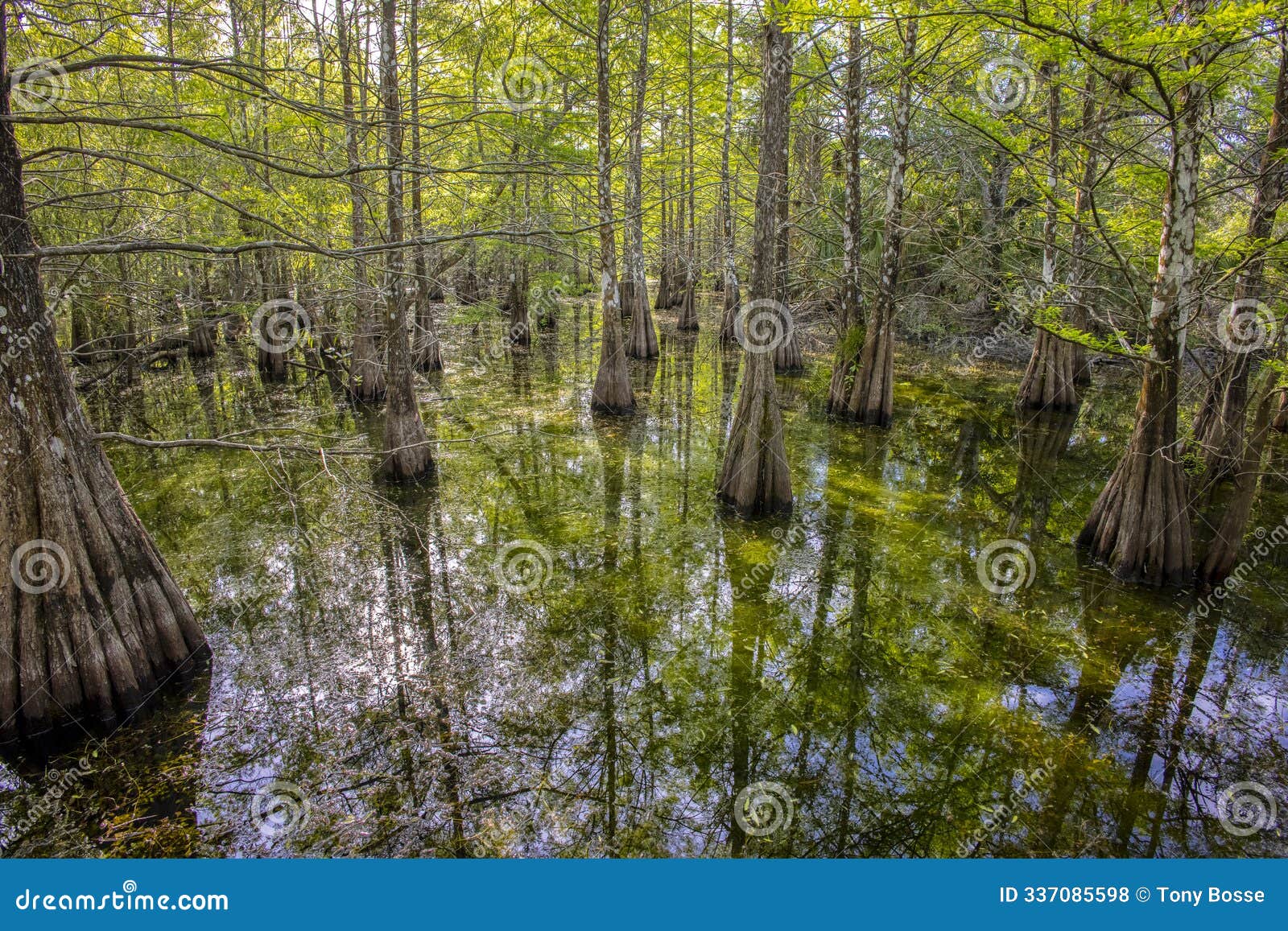 Tree Canopy Stock Photography | CartoonDealer.com #11451026