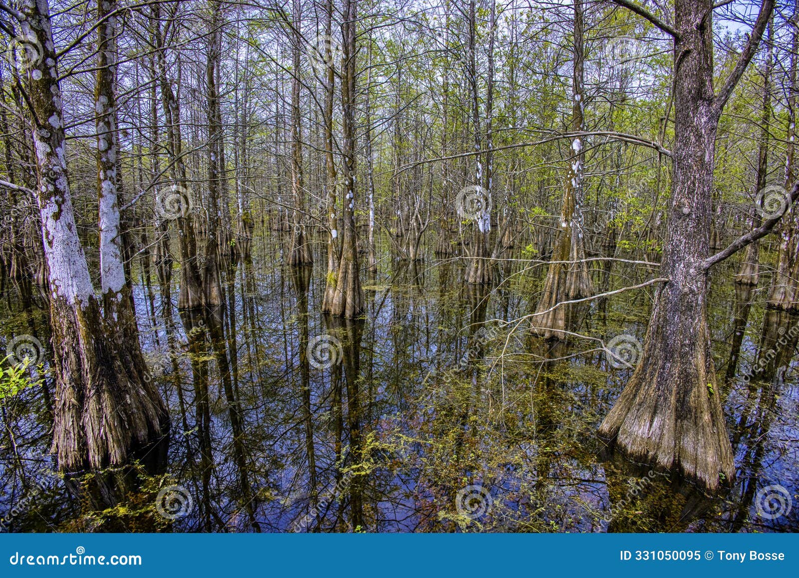 Bald Cypress Tree Canopy in a Swamp Stock Image - Image of growth ...