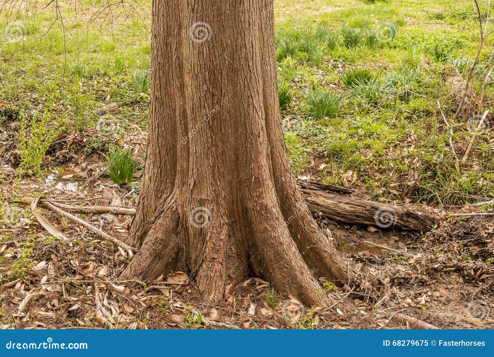 Bald Cypress Tree. stock image. Image of background, trunk - 68279675