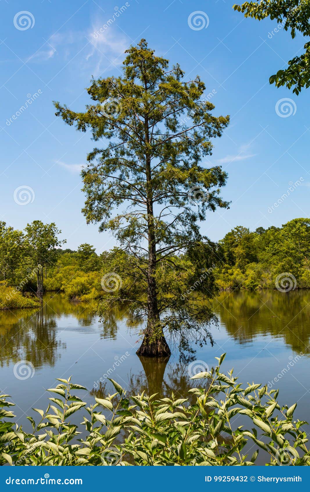 Bald Cypress Tree Growing in Wetlands at Stumpy Lake Stock Photo ... Bald Cypress Tree Growing in Wetlands at Stumpy Lake Stock Photo ...