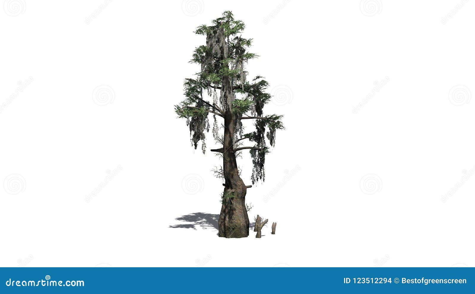 Bald Cypress Growing In The Swamp Of Owl Creek In Apalachicola National ...