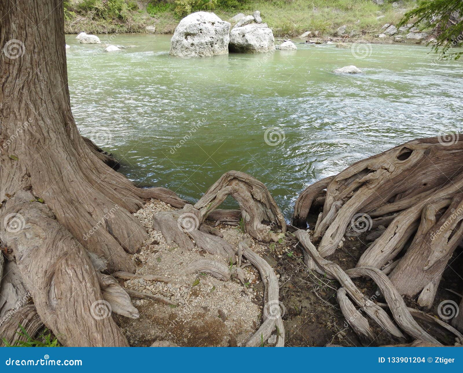 Bald Cypress Tree Roots on the Guadalupe River Stock Photo - Image of ...