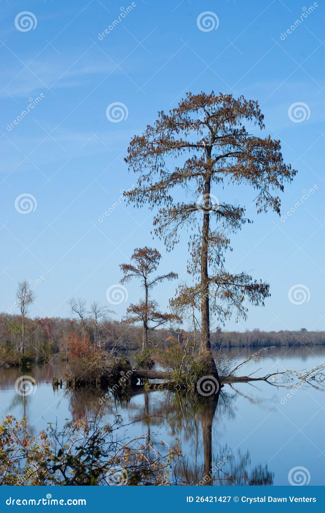 Bald Cypress Trees stock image. Image of coast, trunk - 26421427
