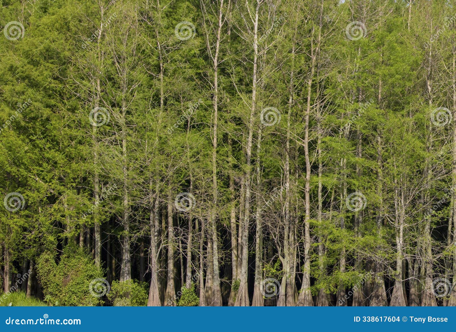 Bald Cypress Trees Background Stock Photo - Image of texture, forest ...