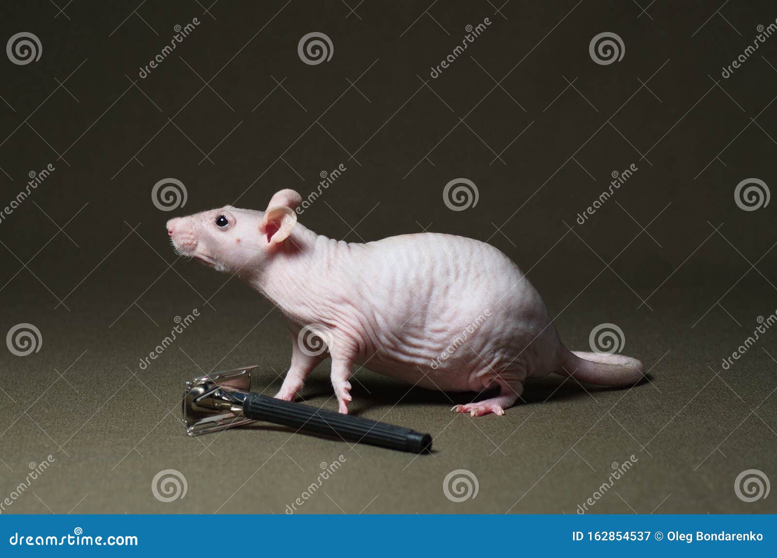 Bald Decorative Rat with a Razor Stock Image - Image of barber, hygiene ...