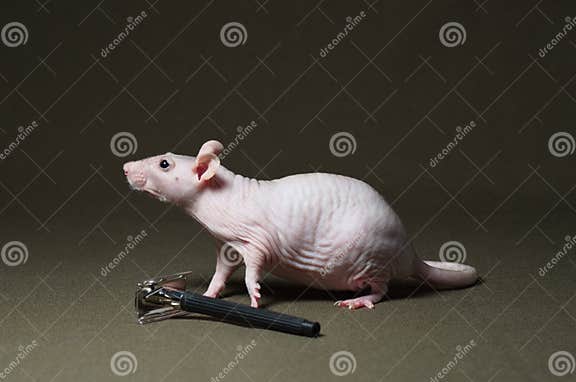 Bald Decorative Rat with a Razor Stock Image - Image of barber, hygiene ...