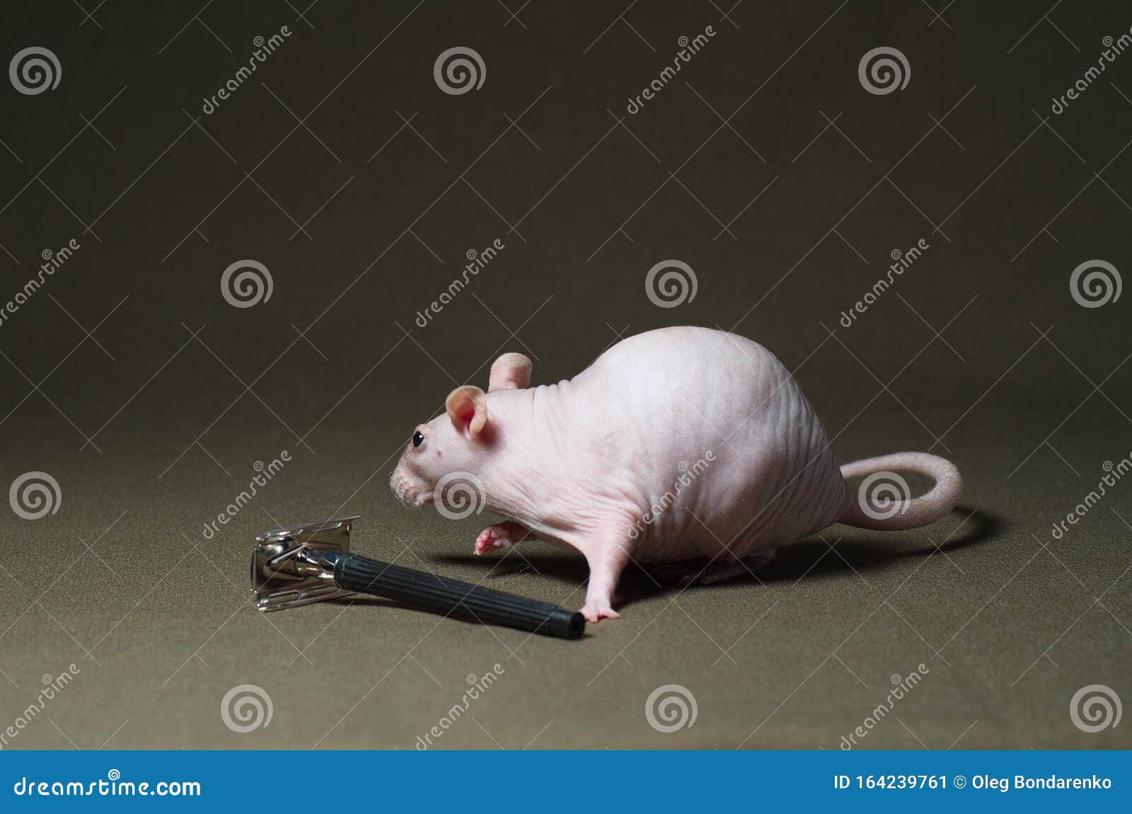 Bald Decorative Rat with a Razor Stock Image - Image of concept ...