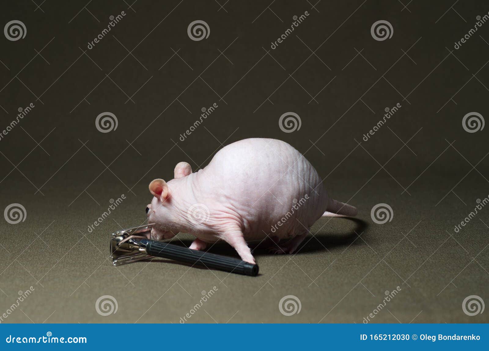 Bald Rat Stock Photos - Download 632 Royalty Free Photos
