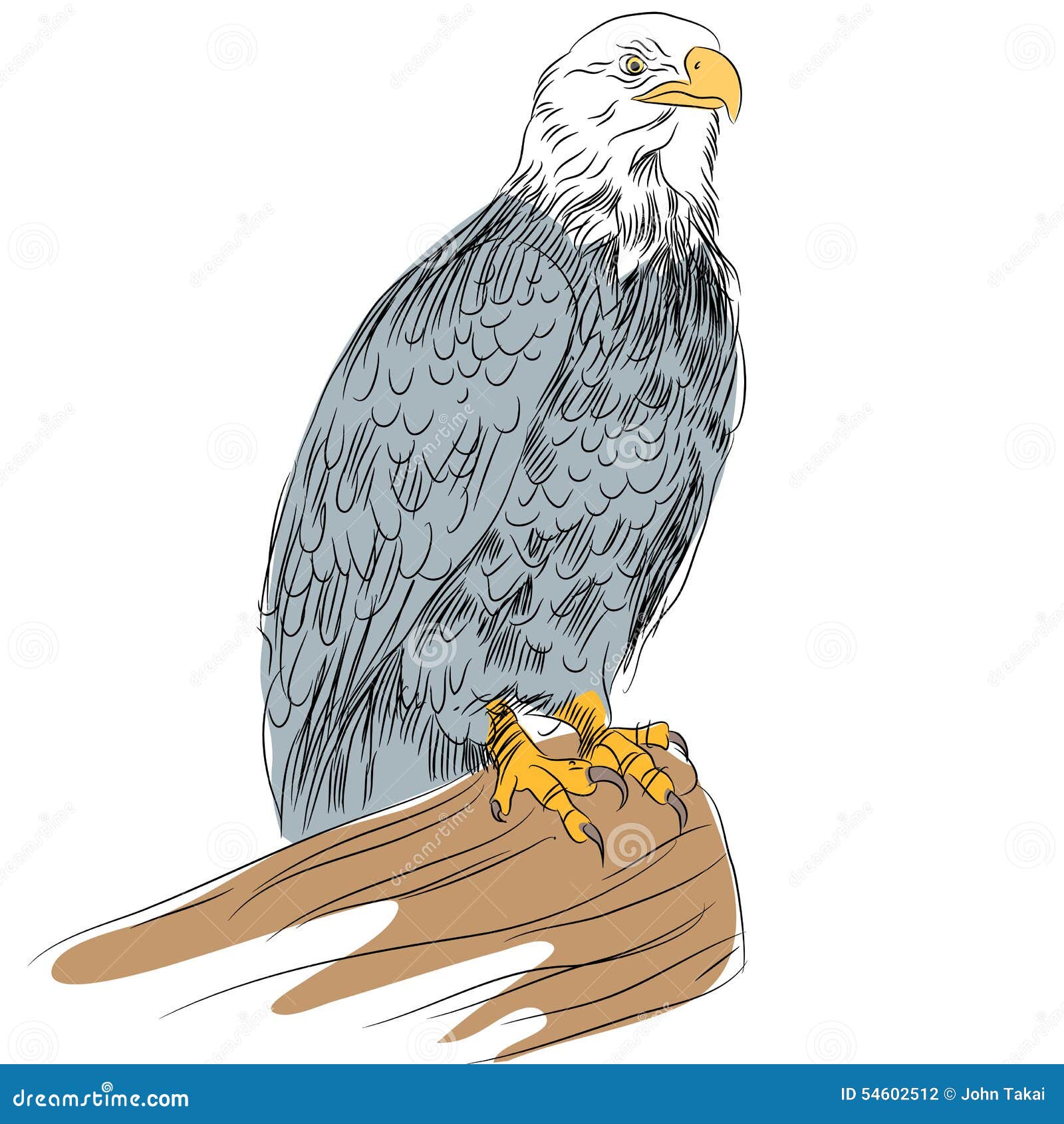 Bald Eage Sketch stock vector. Illustration of graphic - 54602512