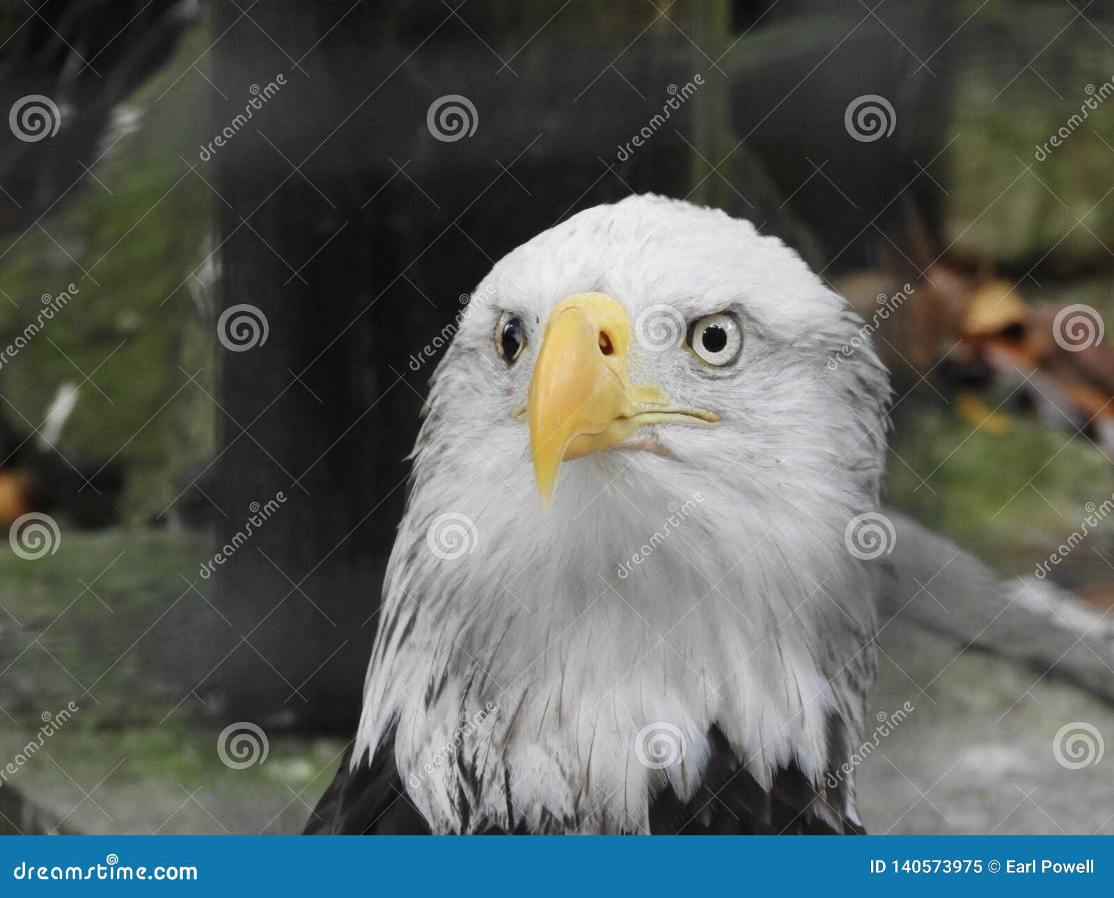 The Bald Eagle Stands Tall in Our Country Stock Image - Image of tall ...