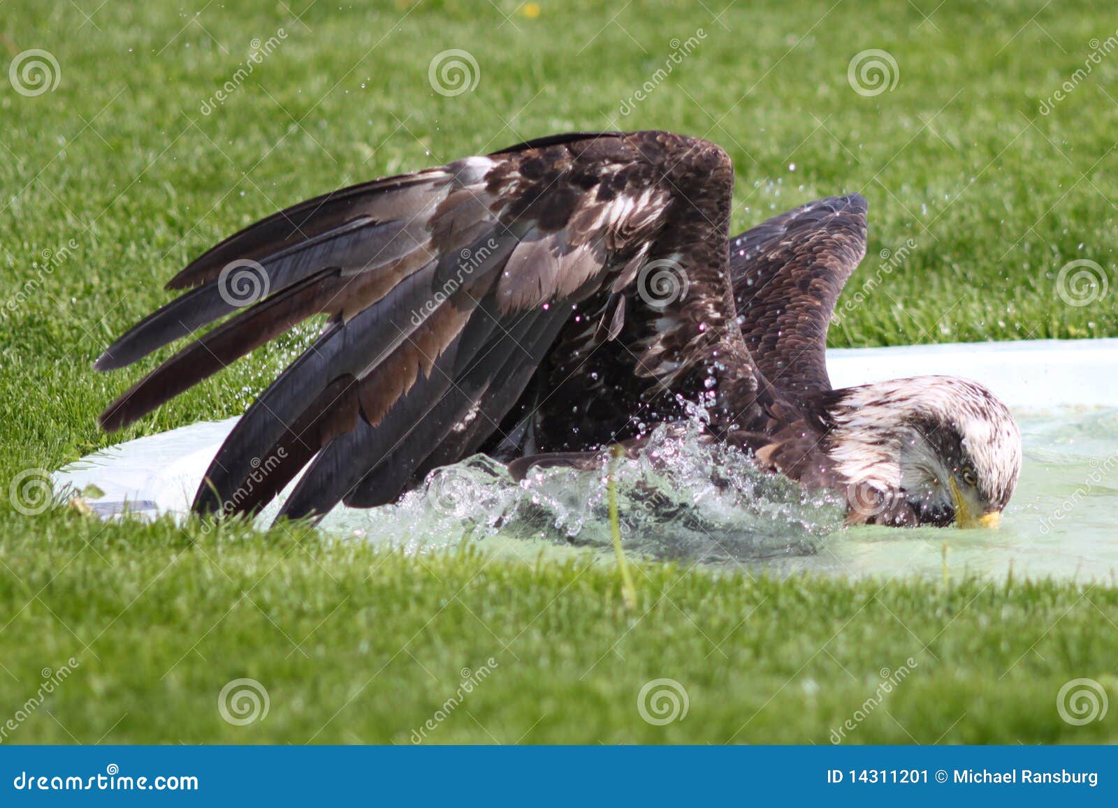 Bald Eagle stock image. Image of bald, prey, eagle, wildlife - 14311201